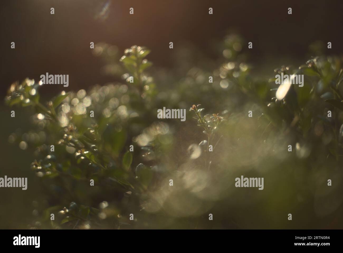 Dreamy hazy bokeh filled horizontal image of small evergreen plants ...