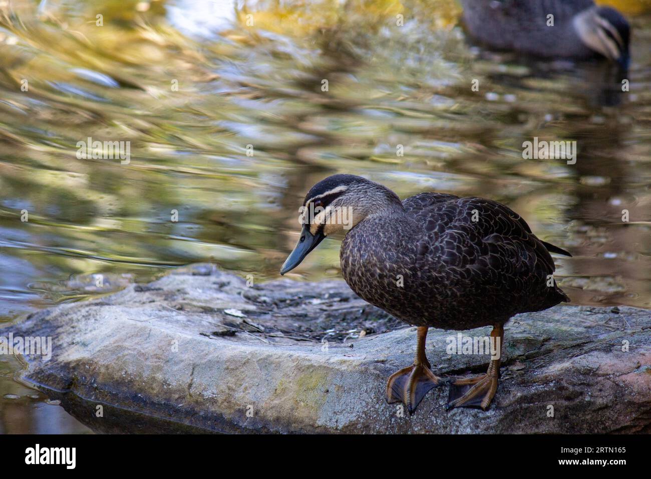 Australian wood duck hi-res stock photography and images - Alamy