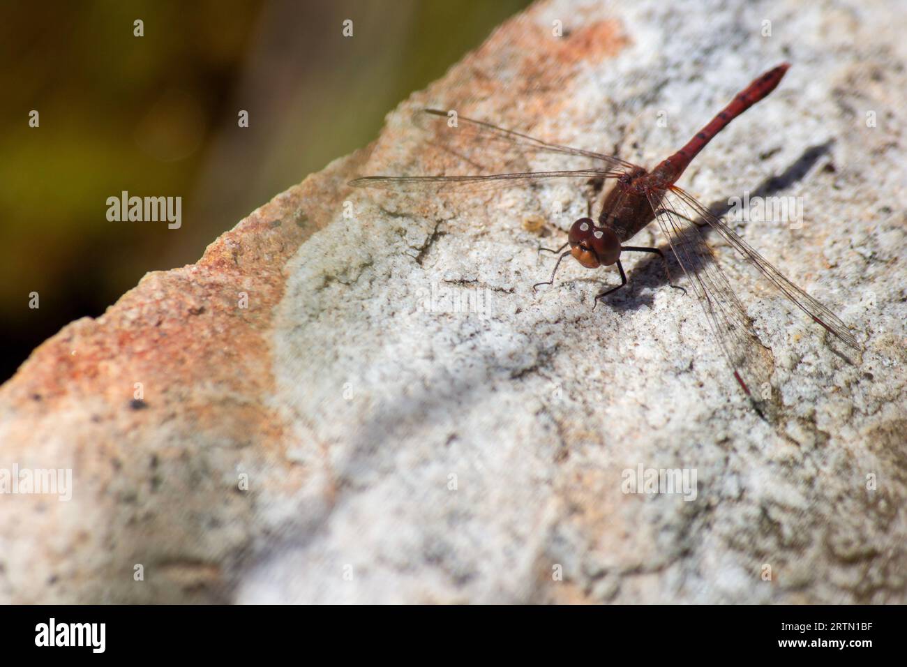 Red dragonflies hi-res stock photography and images - Alamy