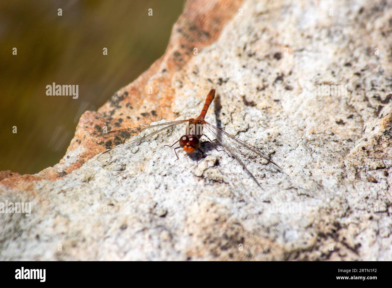 Pretty red insect hi-res stock photography and images - Alamy