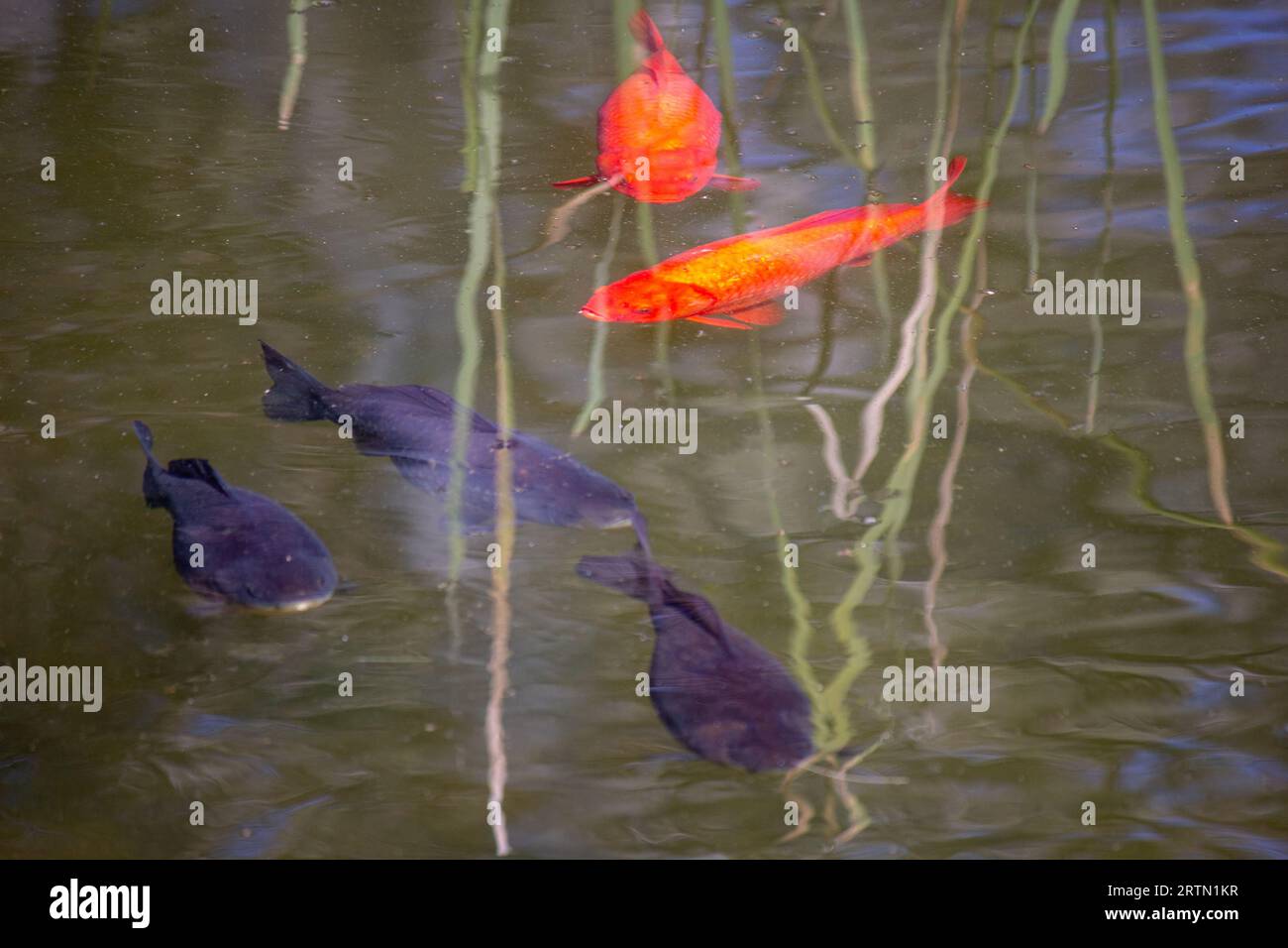 Fish swimming in the lake Stock Photo - Alamy