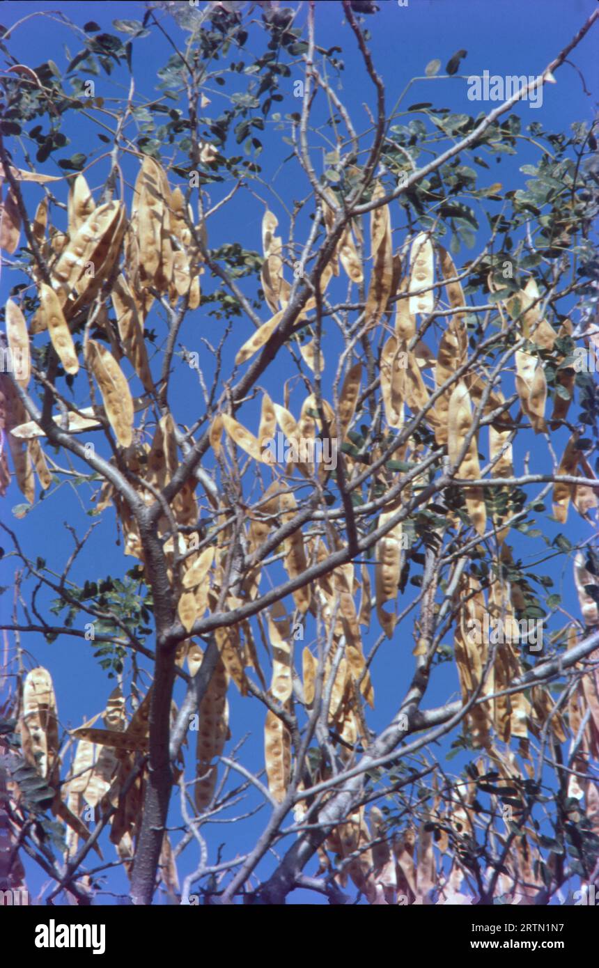 Tree with Different Color Leaves, Nal Sarovar, Gujrat, India Stock ...