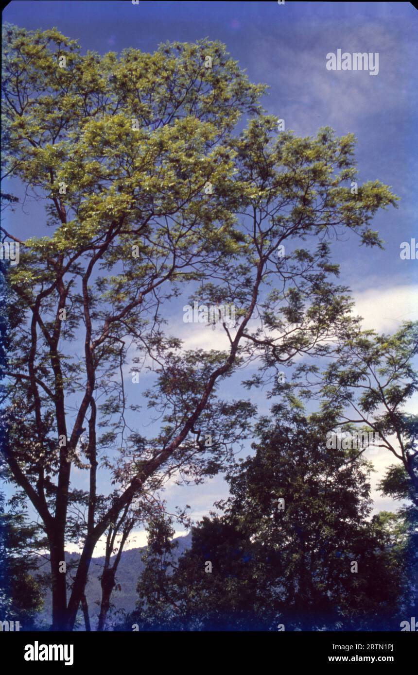 Flowering Tree, Gangtok, Sikkim, Indiaq Stock Photo - Alamy