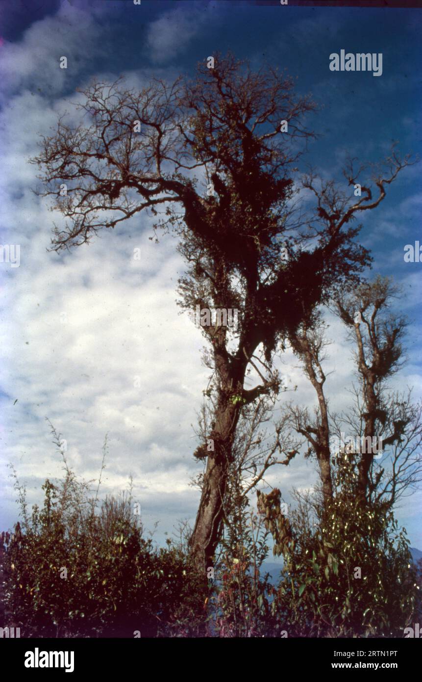Tall Tree at Gangtok, Sikkim, India Stock Photo - Alamy