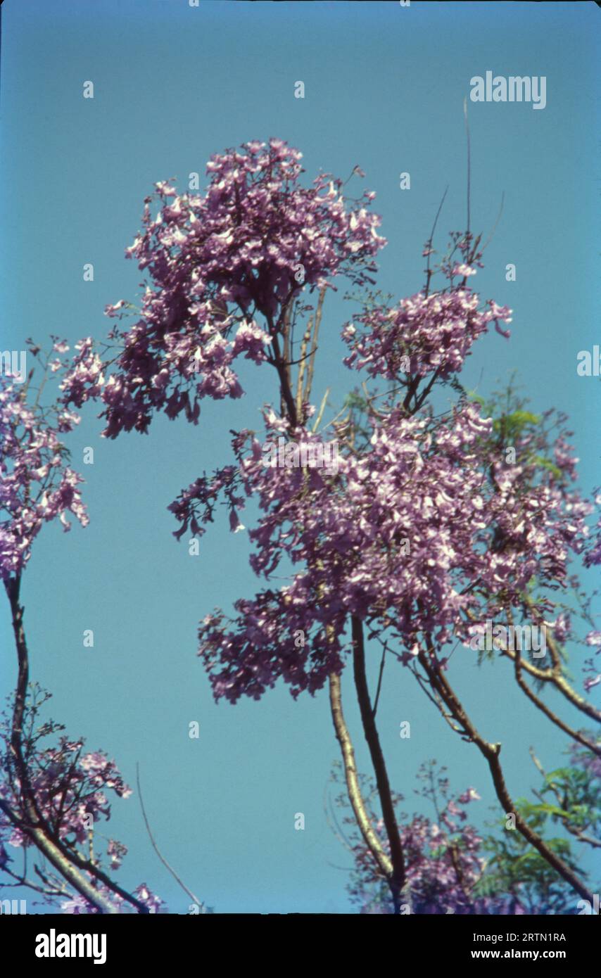 Flowering Tree, High Altitude Flowers, Phuntshilong, Bhutan, Asia Stock ...