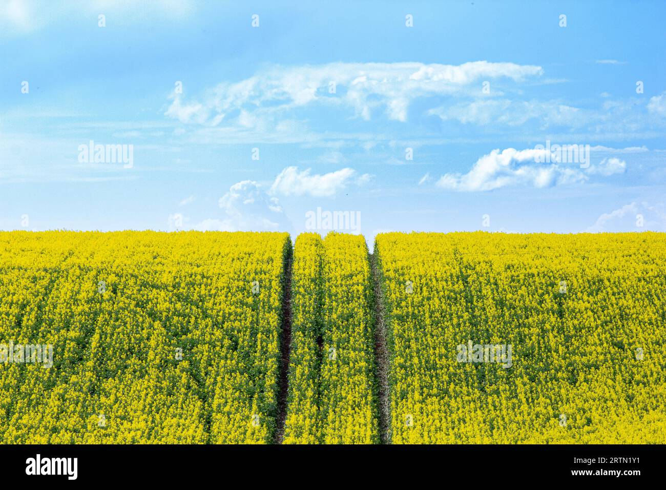 Crop crops cropping hi-res stock photography and images - Alamy