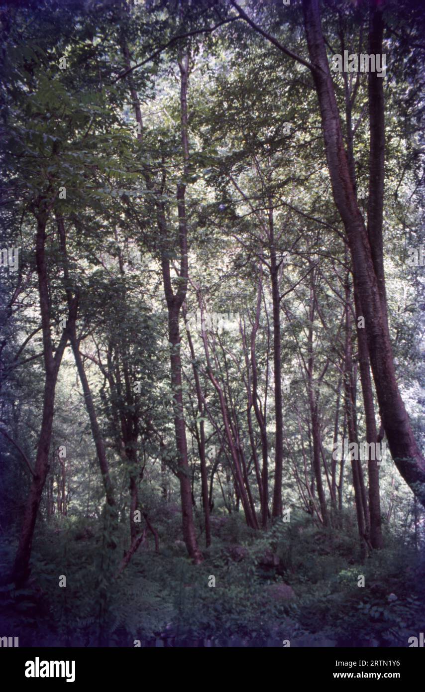 Dense Forest at Ghangaria, Uttarakhand, India Stock Photo - Alamy
