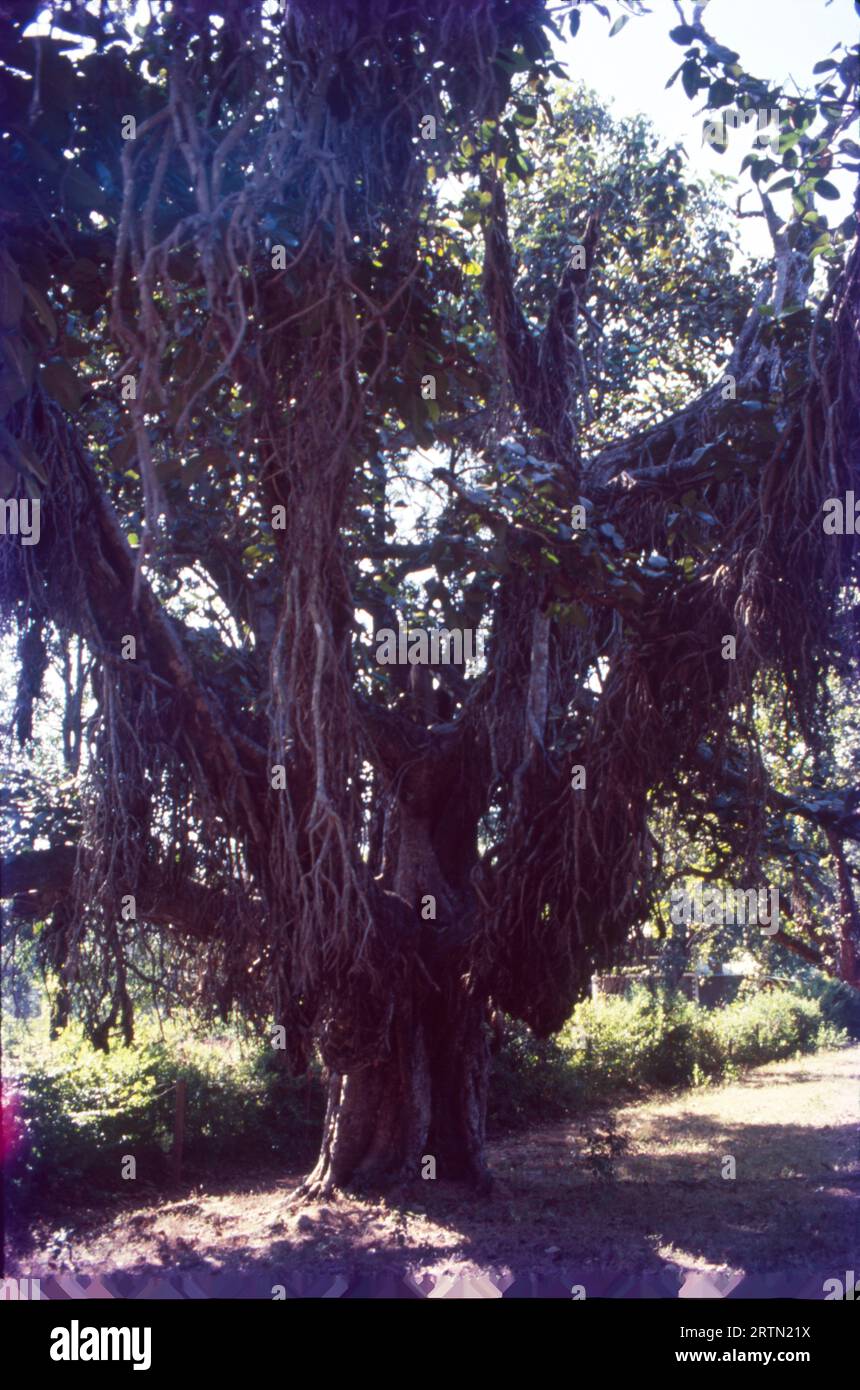 Huge Banyan Tree, Panchmarhi, Madhya Pradesh, India Stock Photo - Alamy