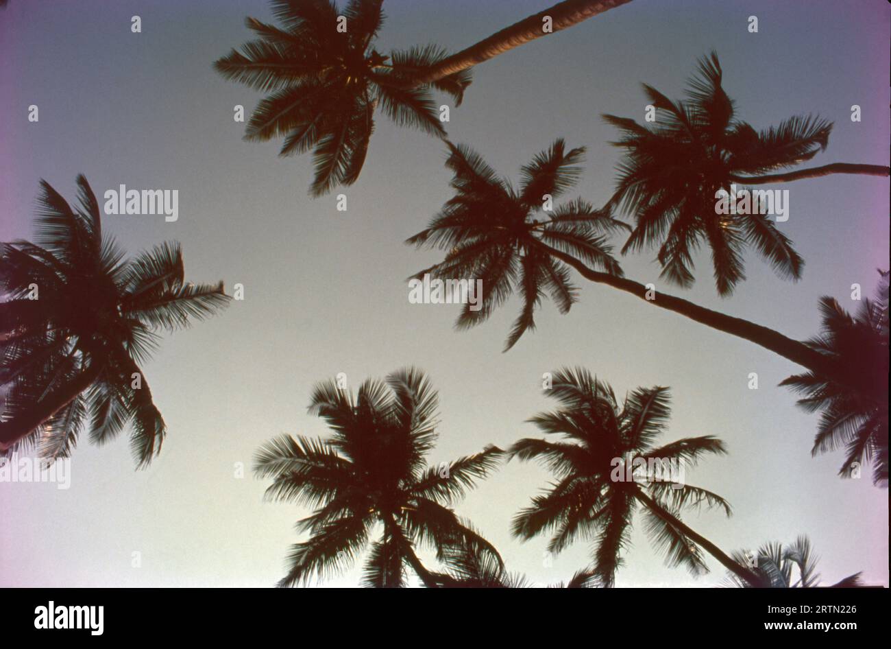 Coconut Trees, Shaking with Sea Wind, Juhu Beach, Bombay, India Stock ...