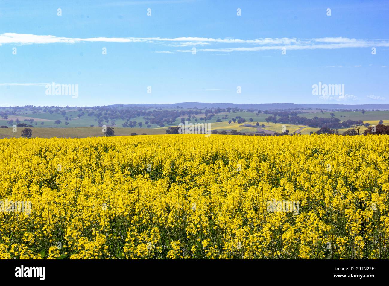 Crop crops cropping hi-res stock photography and images - Alamy