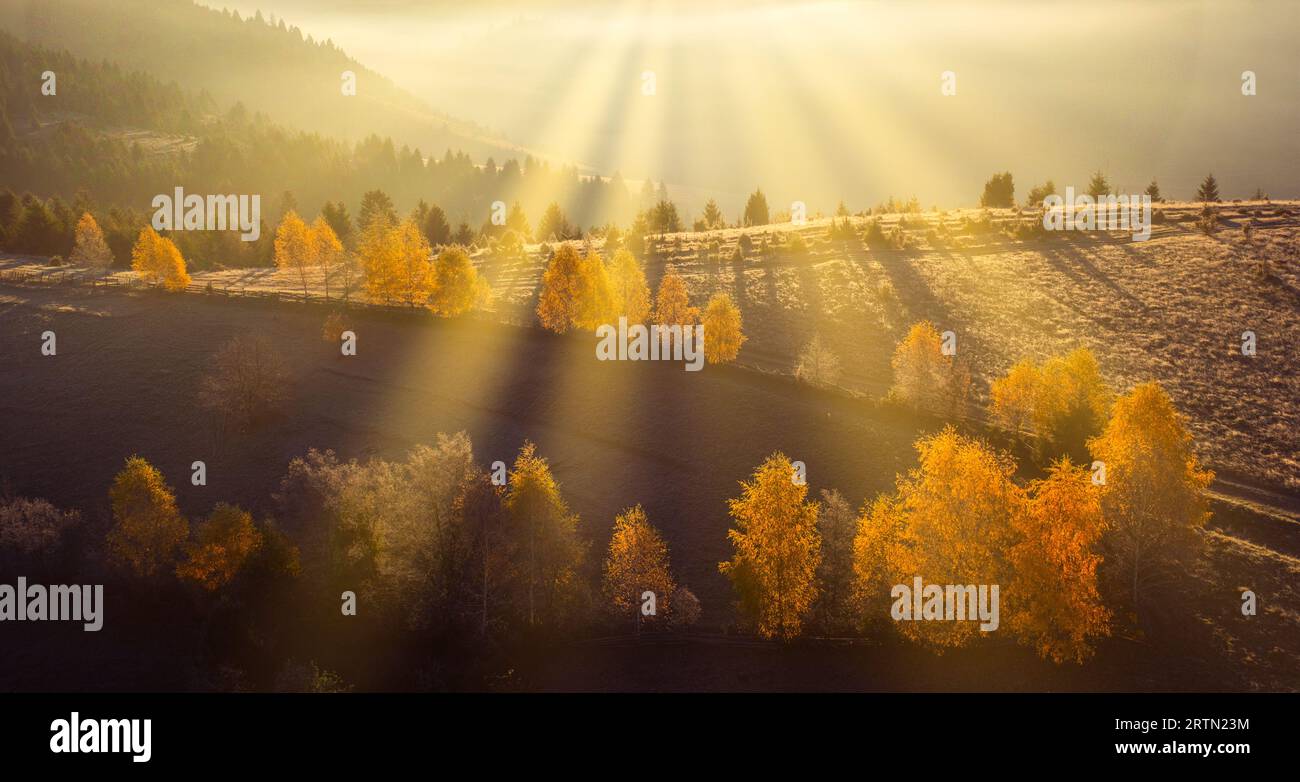 Mountain Morning: Yellow Trees and Early Fog in Autumn Stock Photo - Alamy