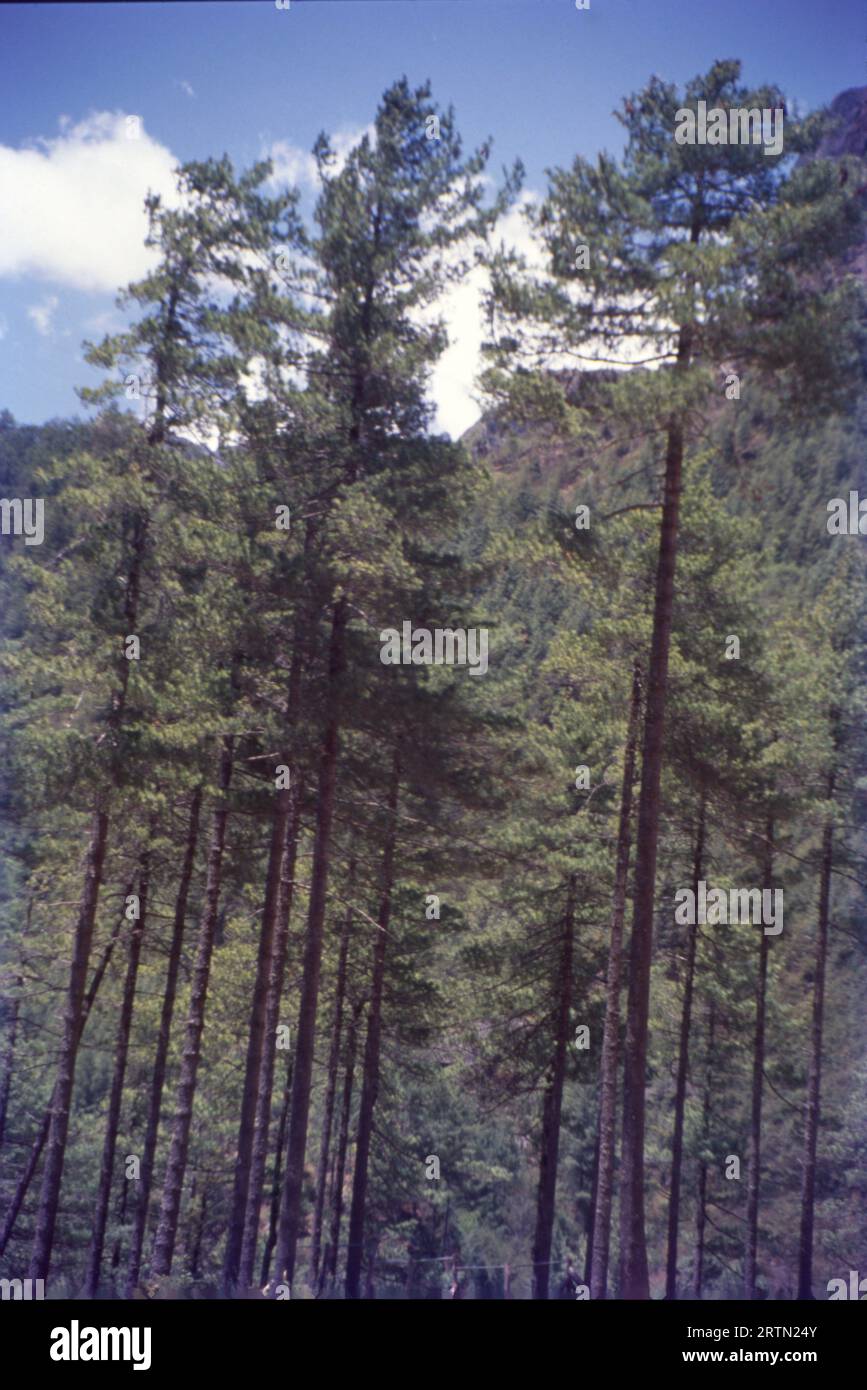 Pine Trees at Phadking, Nepal, Asia Stock Photo - Alamy