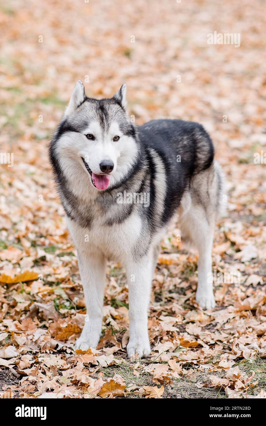 Vertical portrait of a Husky in the autumn forest. The dog is standing ...