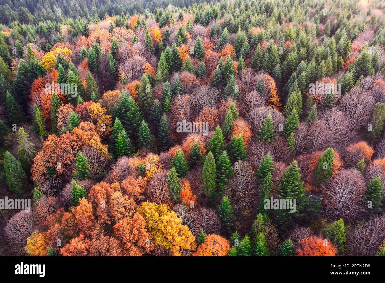 Aerial shot above dark forest hi-res stock photography and images - Alamy