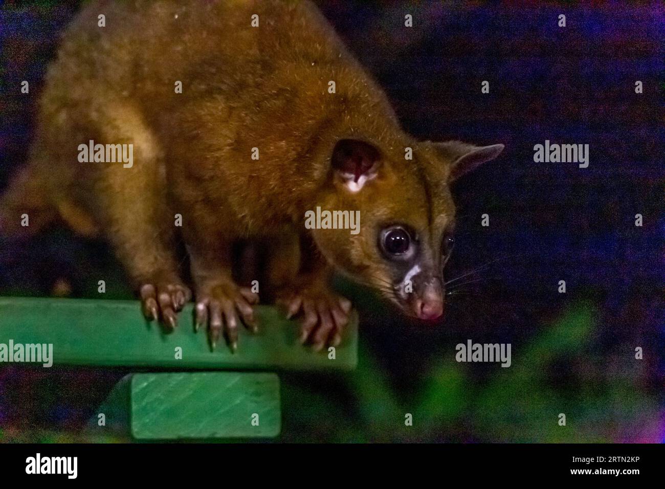 Close-Up of Brushtail Possums Sitting on a Picnic Table, Australia ...