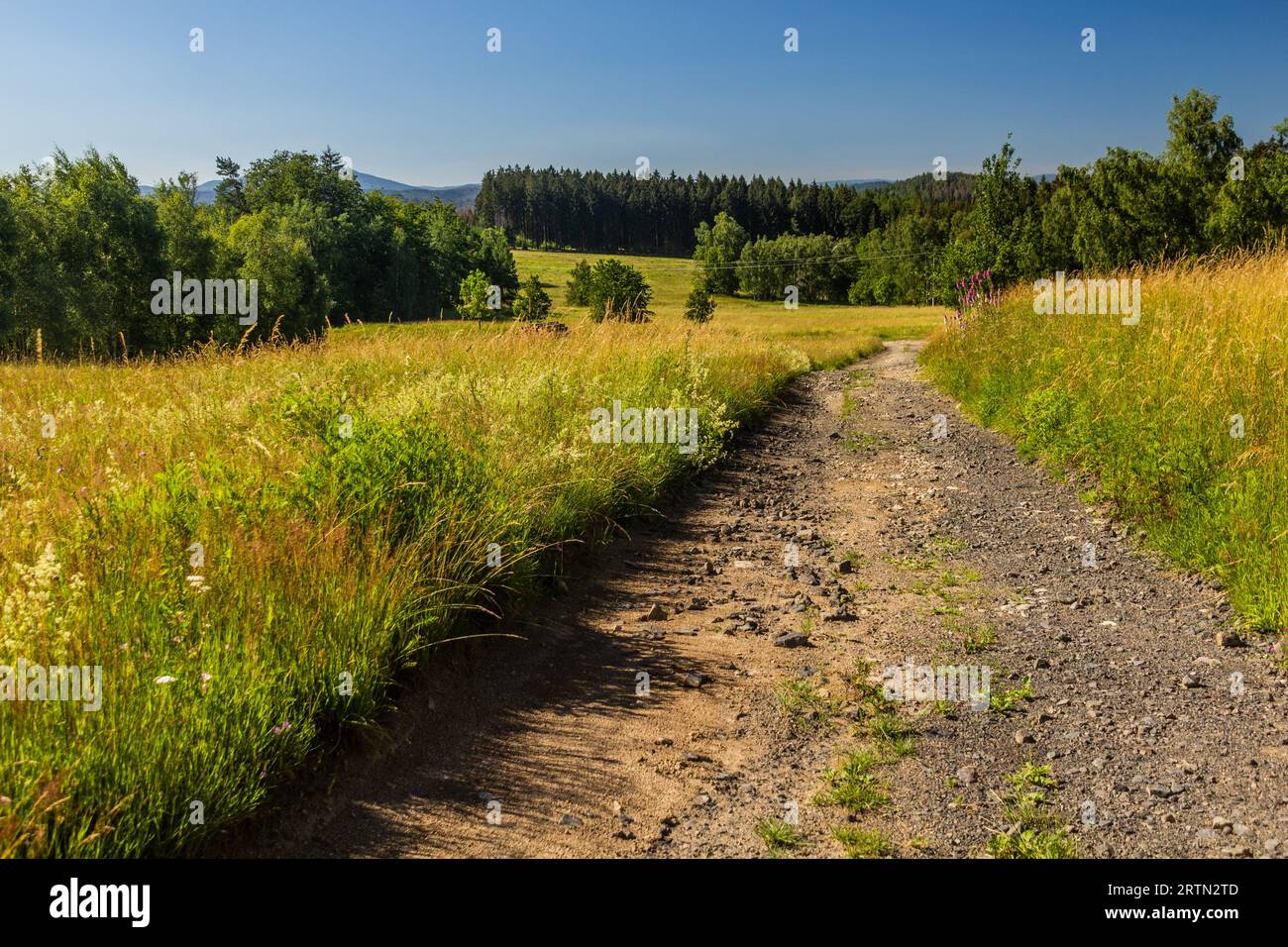 Forest path in bohemian hi-res stock photography and images - Alamy