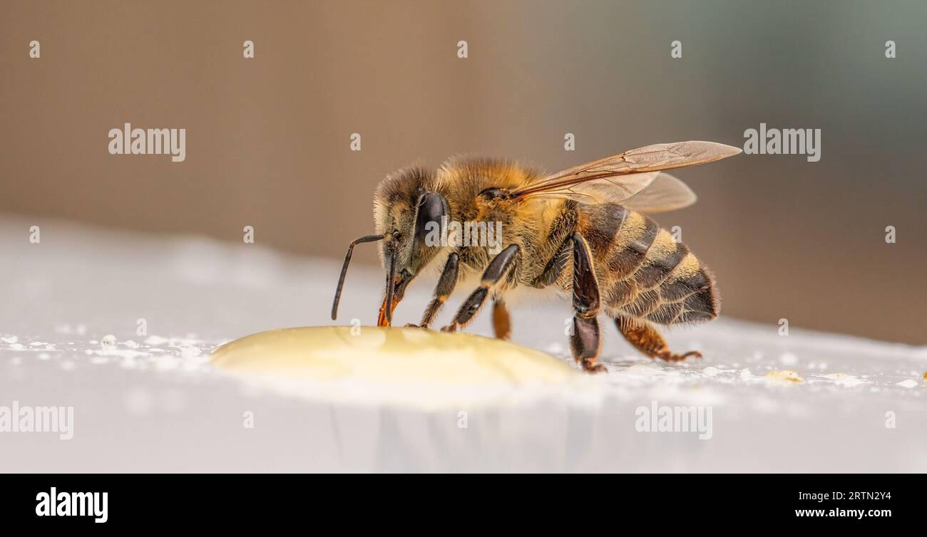 Bee's Ballet: Graceful Movements on a Pure White Stage Stock Photo - Alamy