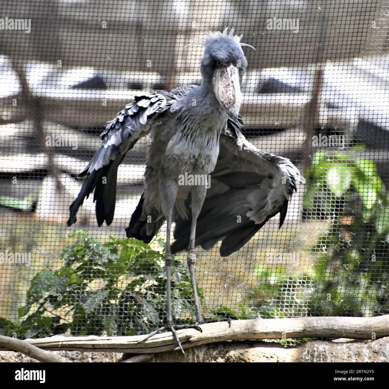 A shoebill stands on a perch at Kobe Animal Kingdom in Kobe, western ...