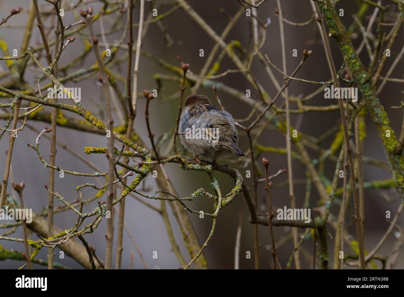 Gorgeous Passer domesticus Family Passeridae Genus Passer House sparrow ...