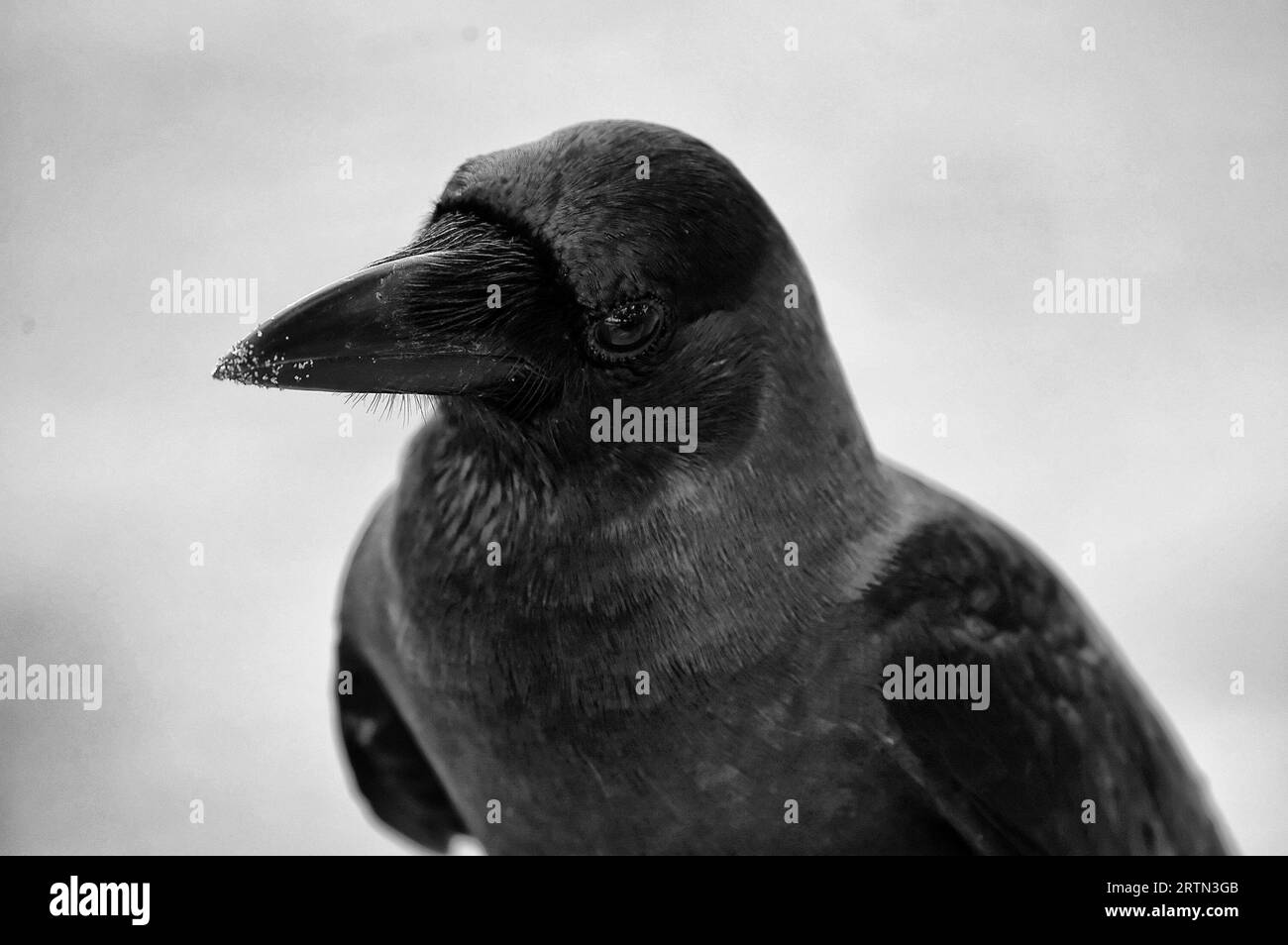Crows pictures hi-res stock photography and images - Alamy