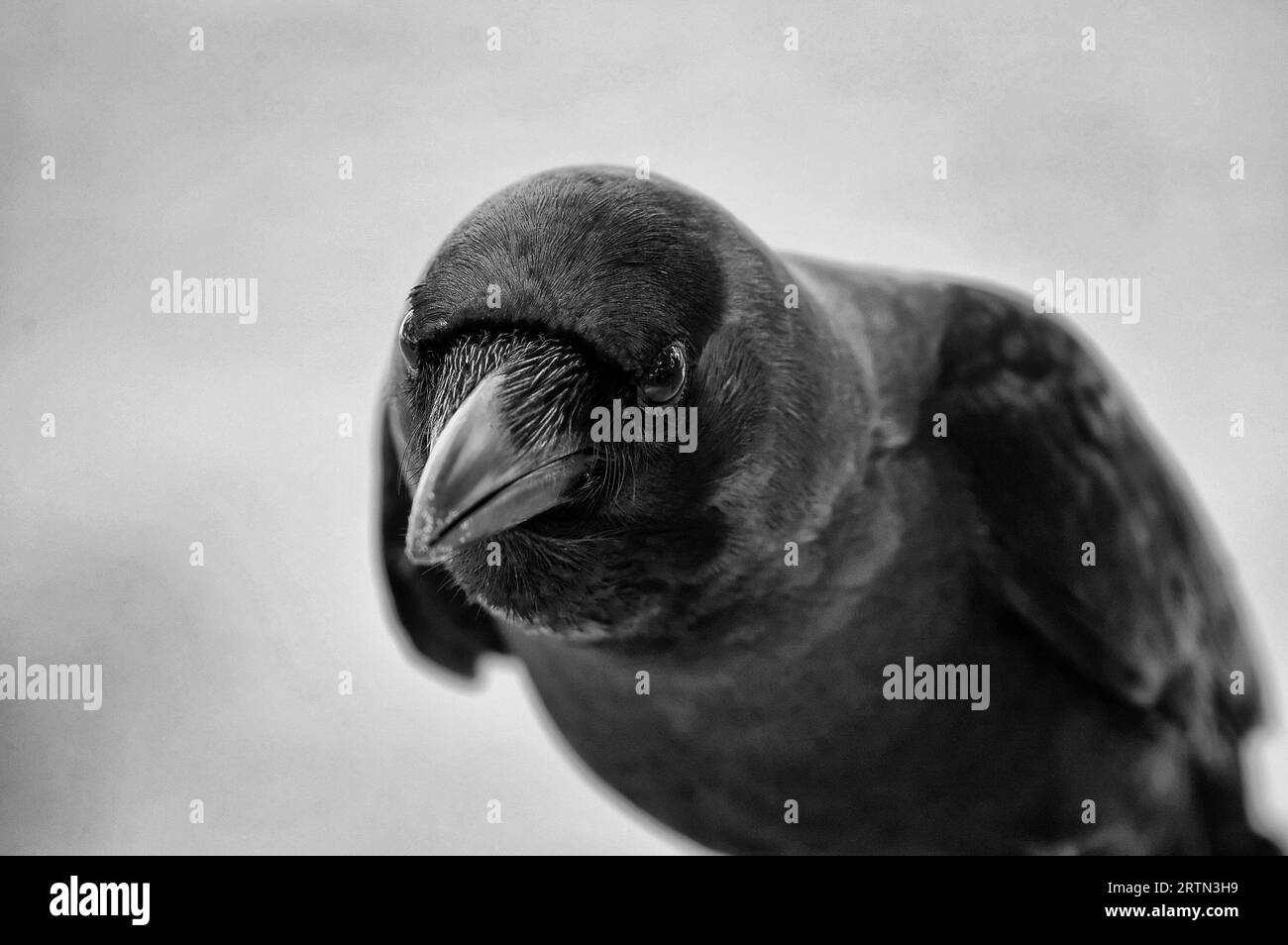 Crows pictures hi-res stock photography and images - Alamy