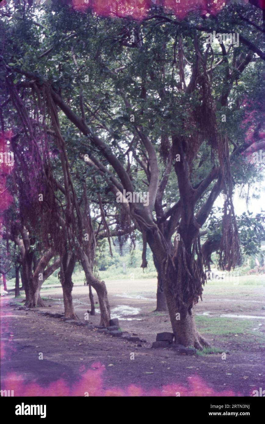 Banyan Trees, India Stock Photo - Alamy
