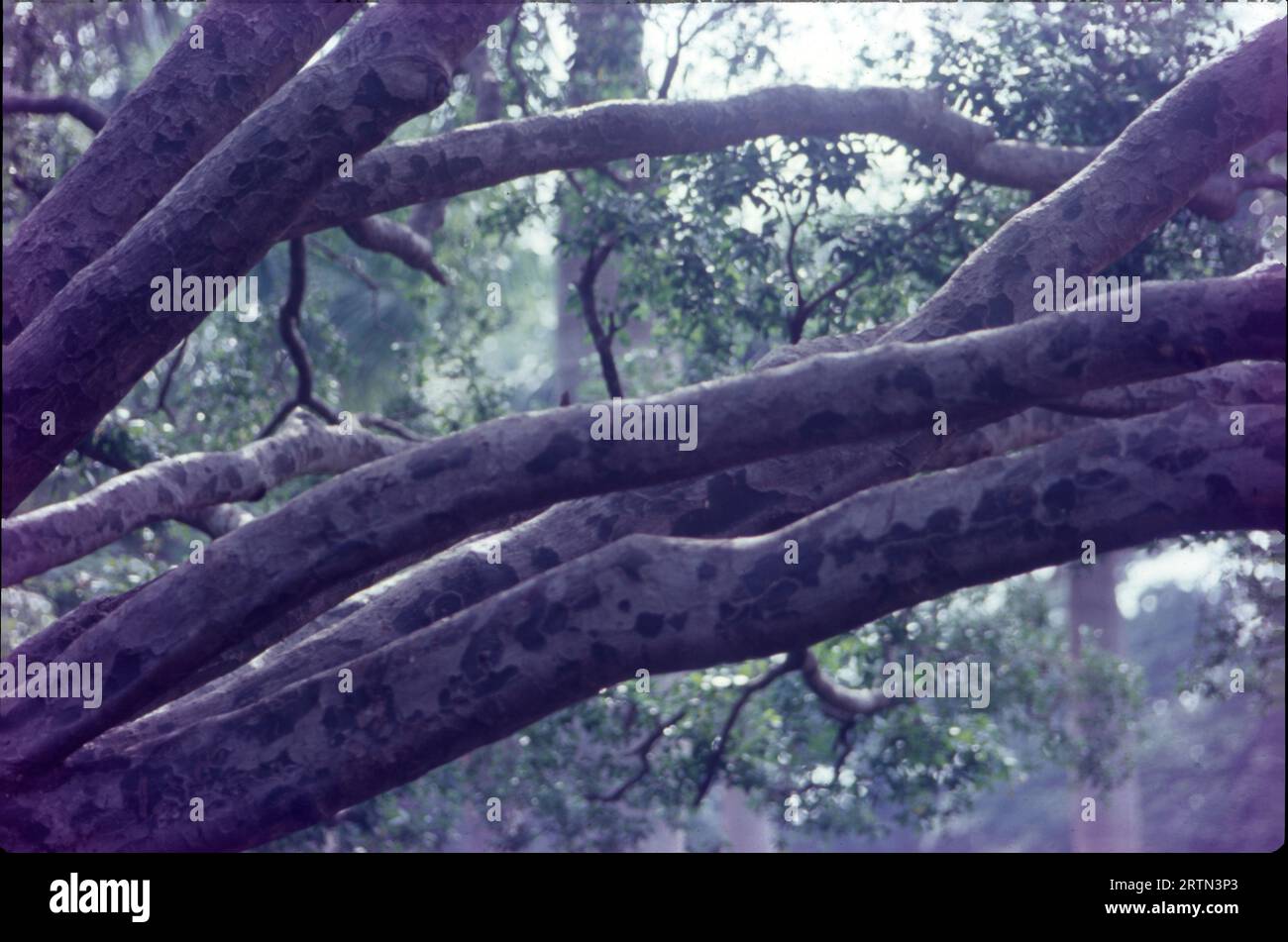 Huge Tree Steams, Tree, India Stock Photo - Alamy