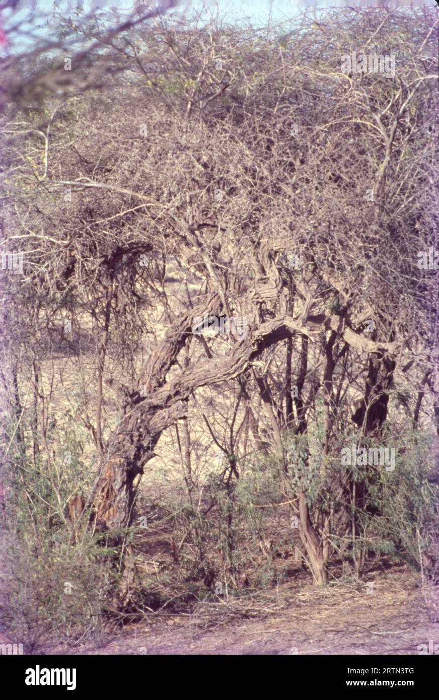 Dry Trees in Deserts of Kutch, Gujrat, India Stock Photo - Alamy
