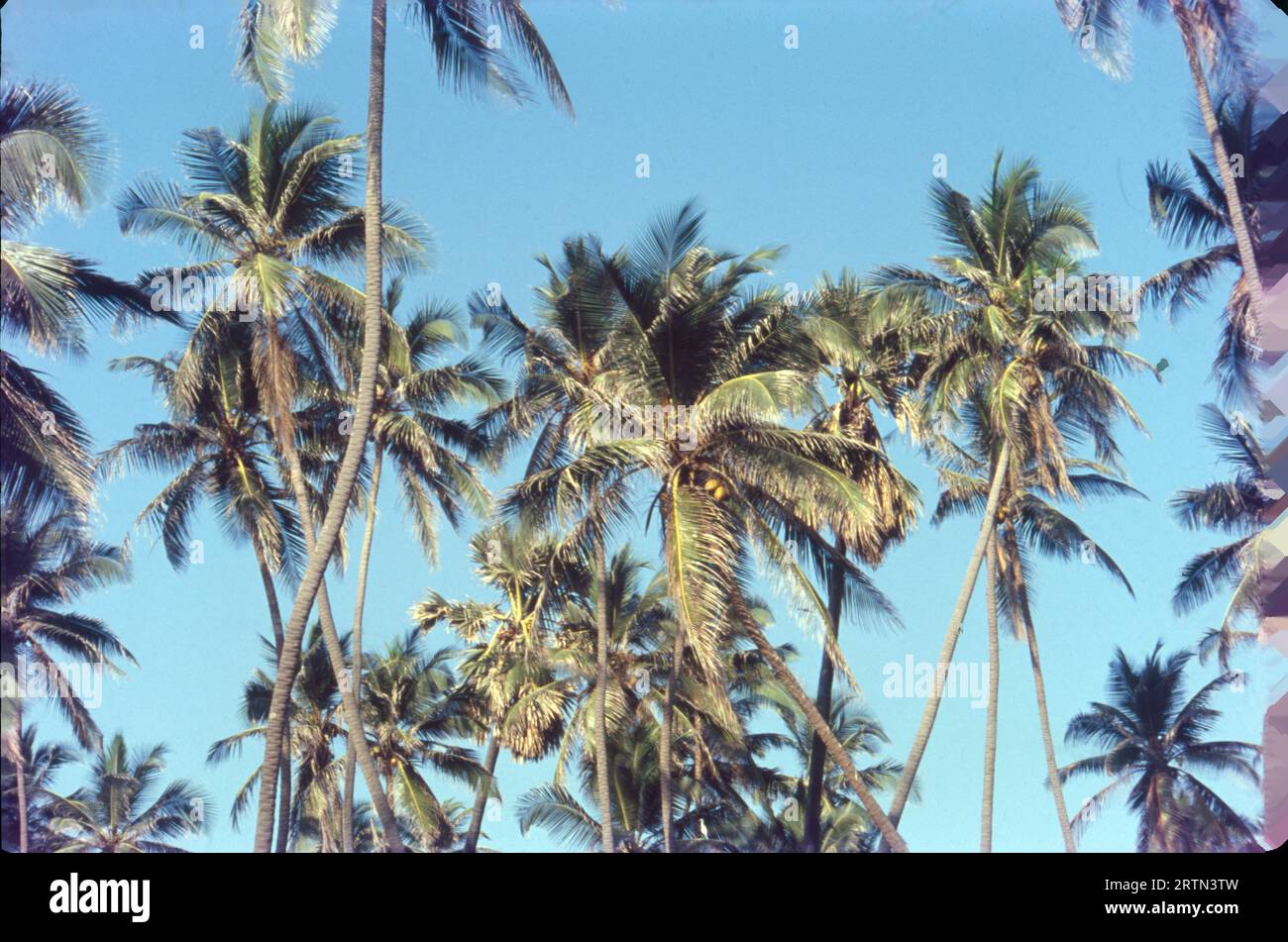 Coconut Trees, Beach Side, Bombay, India Stock Photo - Alamy