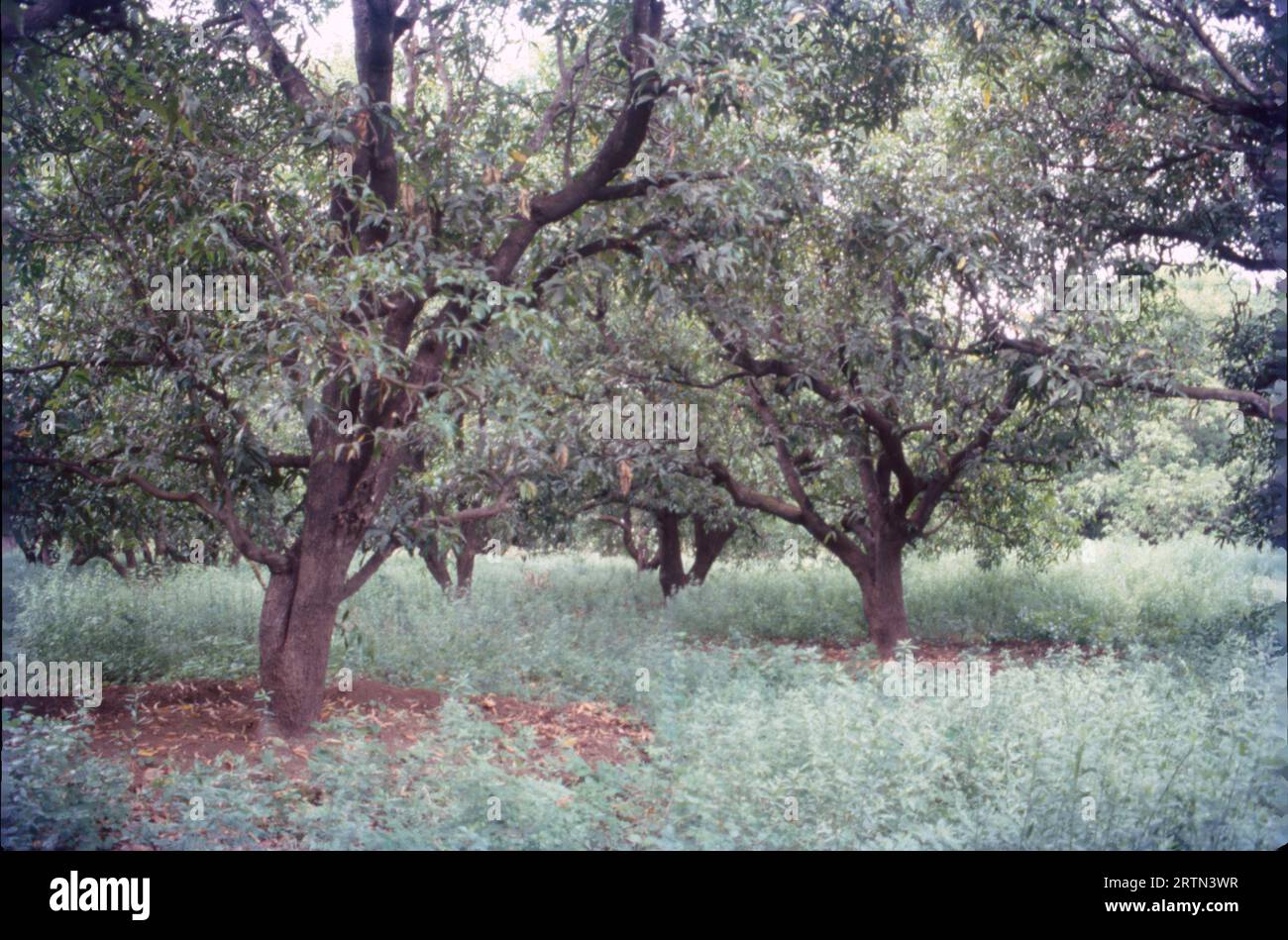 Series of mango trees hi-res stock photography and images - Alamy