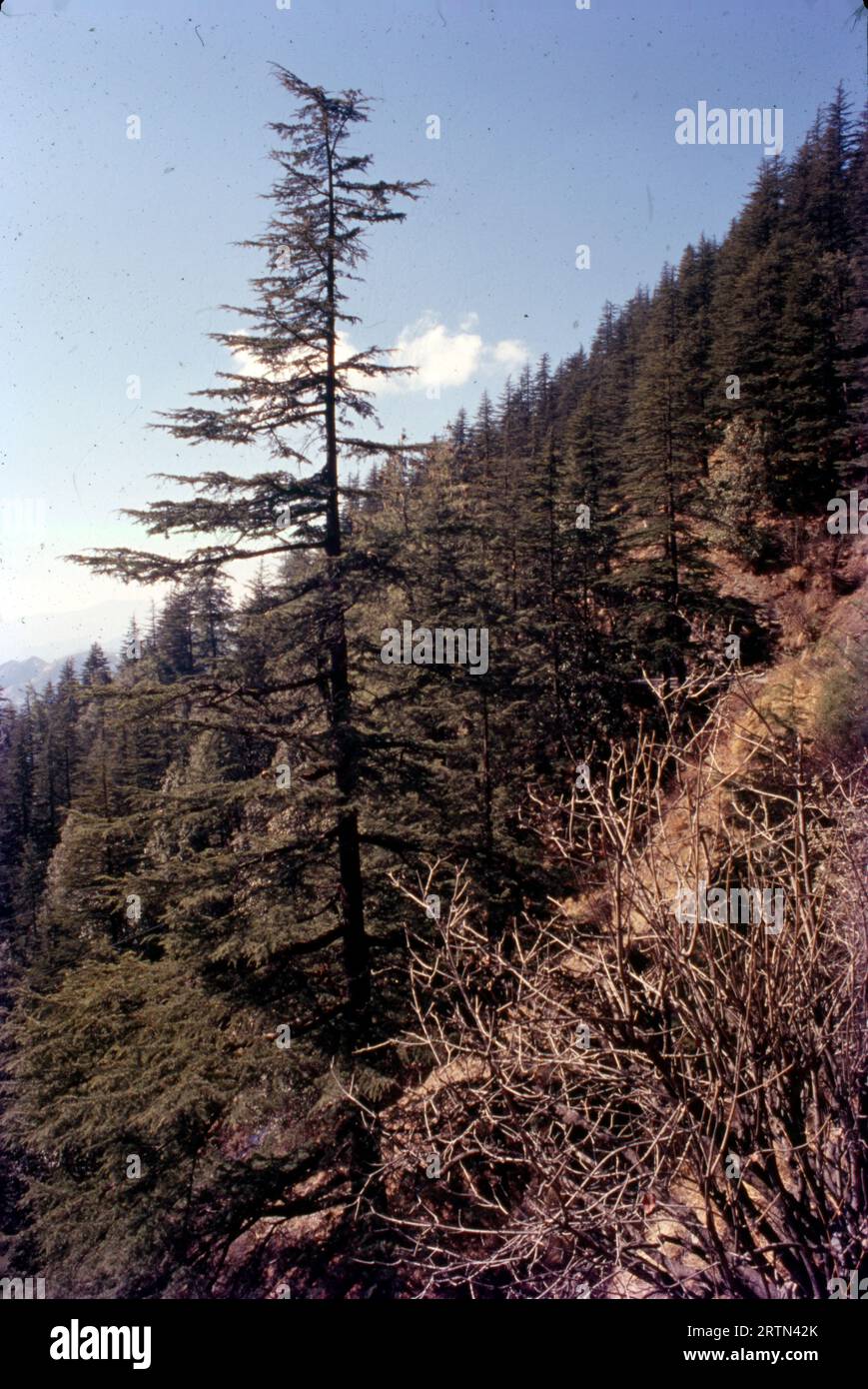 Trees & Forests in Snow Area of Shimla, Himachal Pradesh, India Stock ...