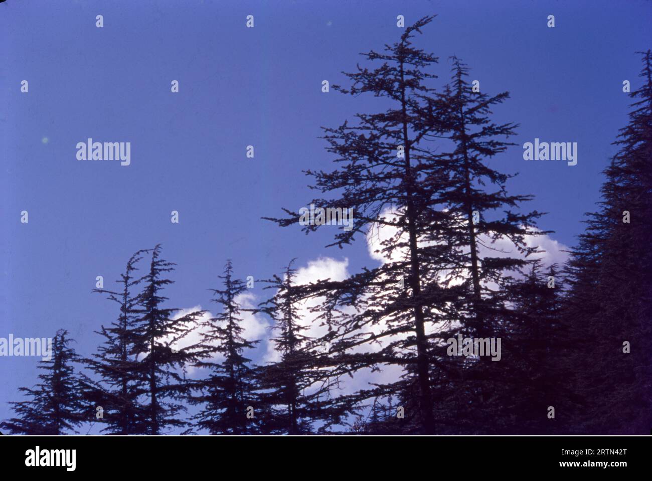 Trees & Forests in Snow Area of Shimla, Himachal Pradesh, India Stock ...
