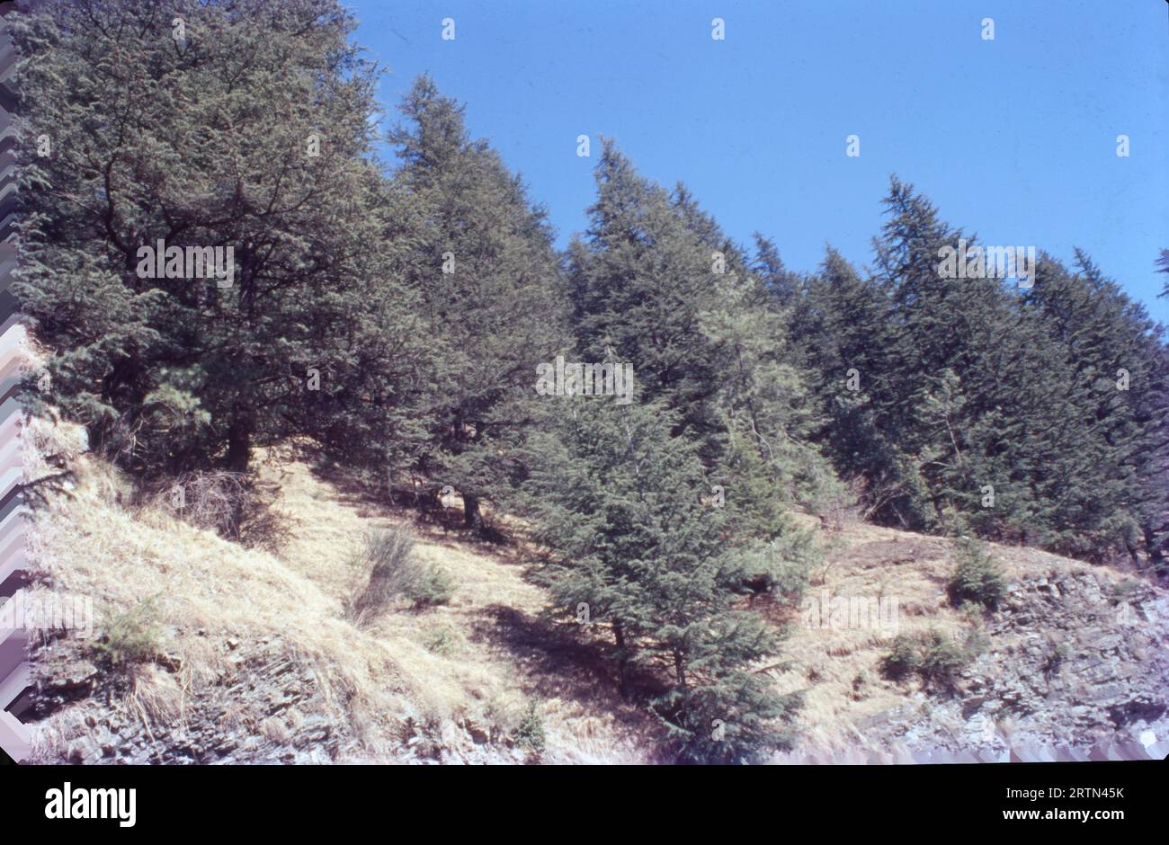Trees & Forests in Snow Area of Shimla, Himachal Pradesh, India Stock ...