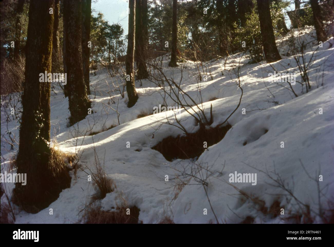 Trees & Forests in Snow Area of Shimla, Himachal Pradesh, India Stock ...