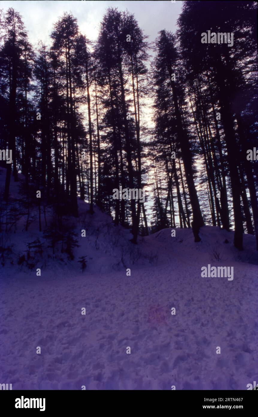 Trees & Forests in Snow Area of Shimla, Himachal Pradesh, India Stock ...