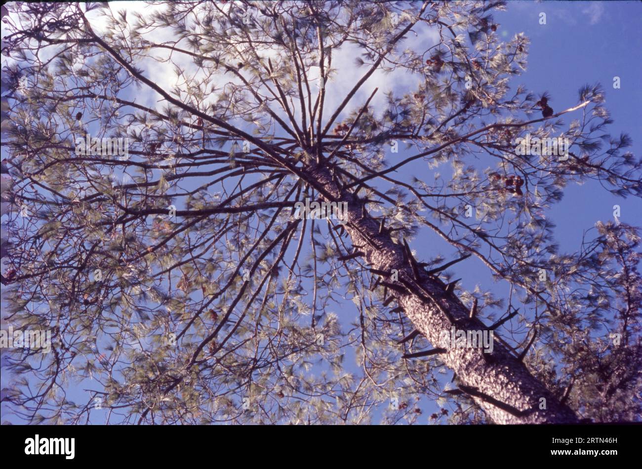 Deadar Tree, Kufri, Himachal Pradesh, India Stock Photo - Alamy