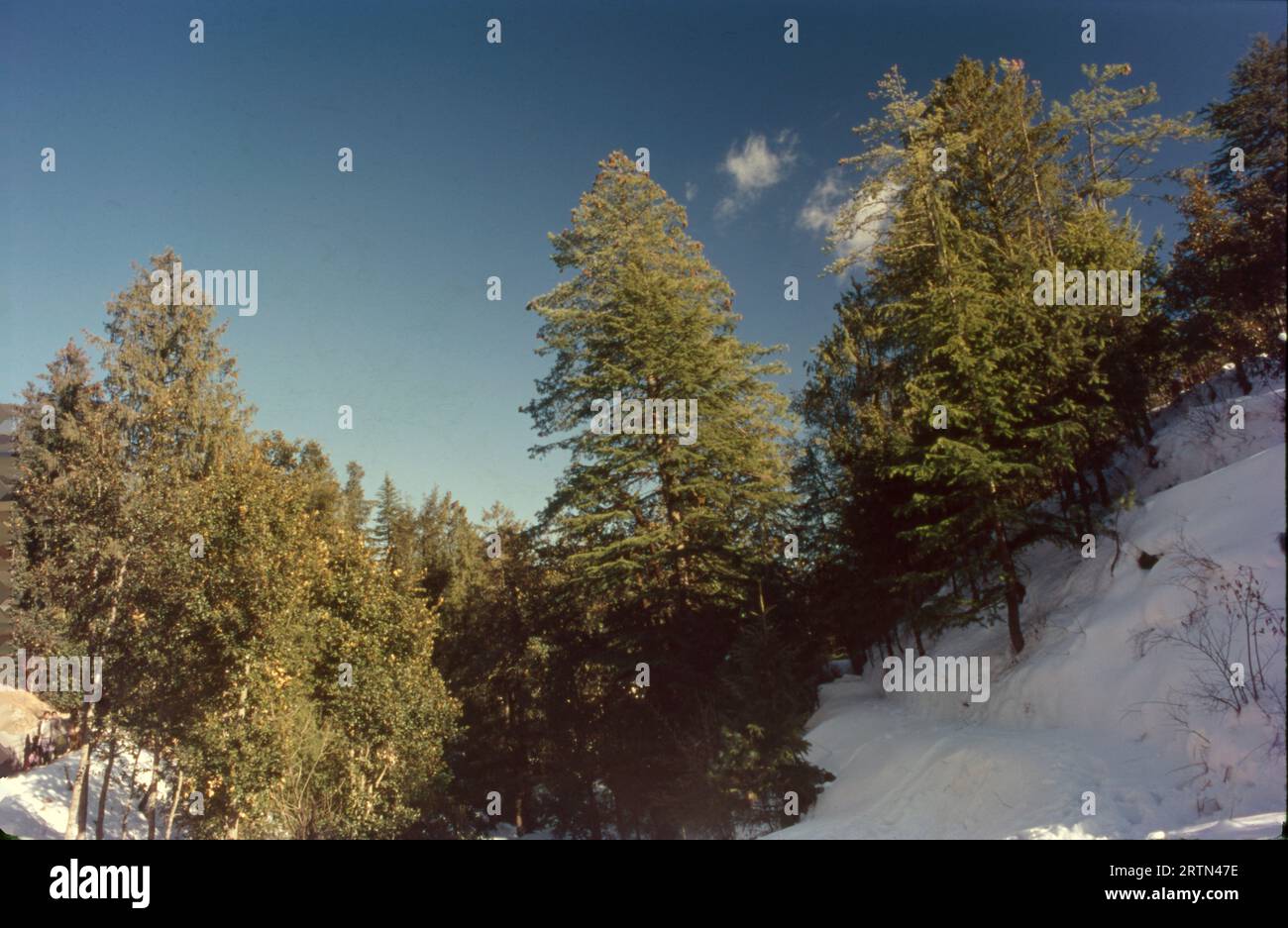 Trees in Snow Region of Kufri, Himachal Pradesh, India Stock Photo - Alamy