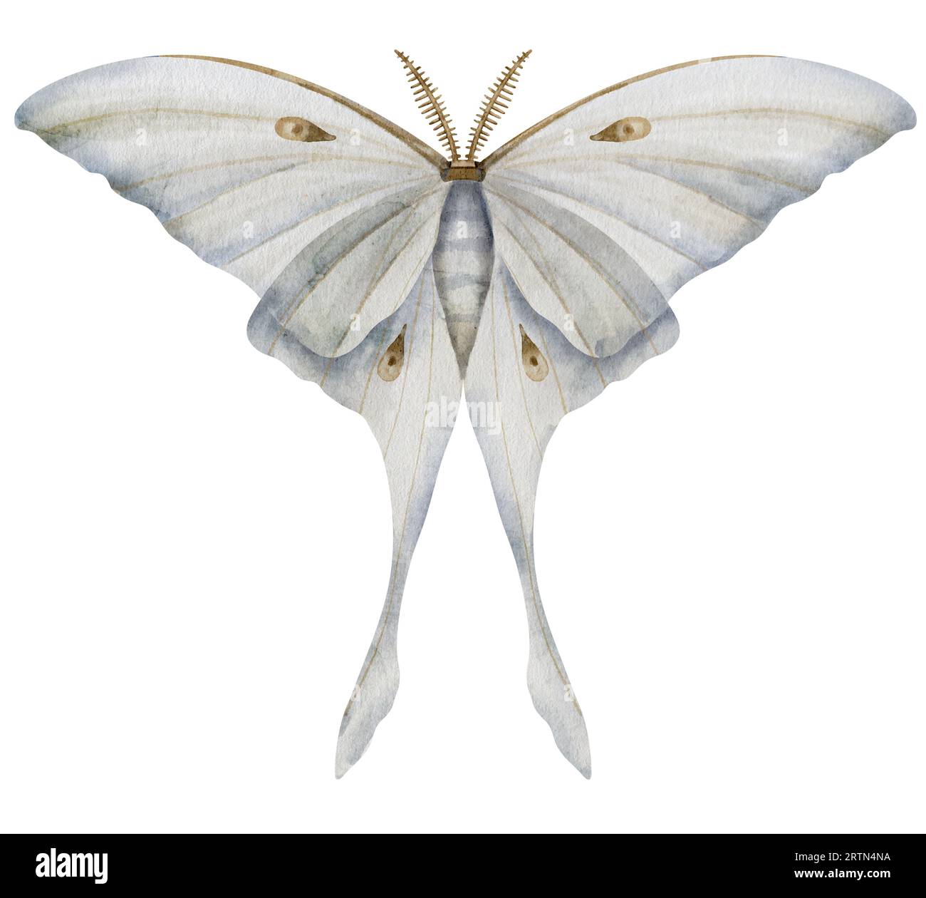 White Luna Moth on isolated background. Watercolor illustration of ...