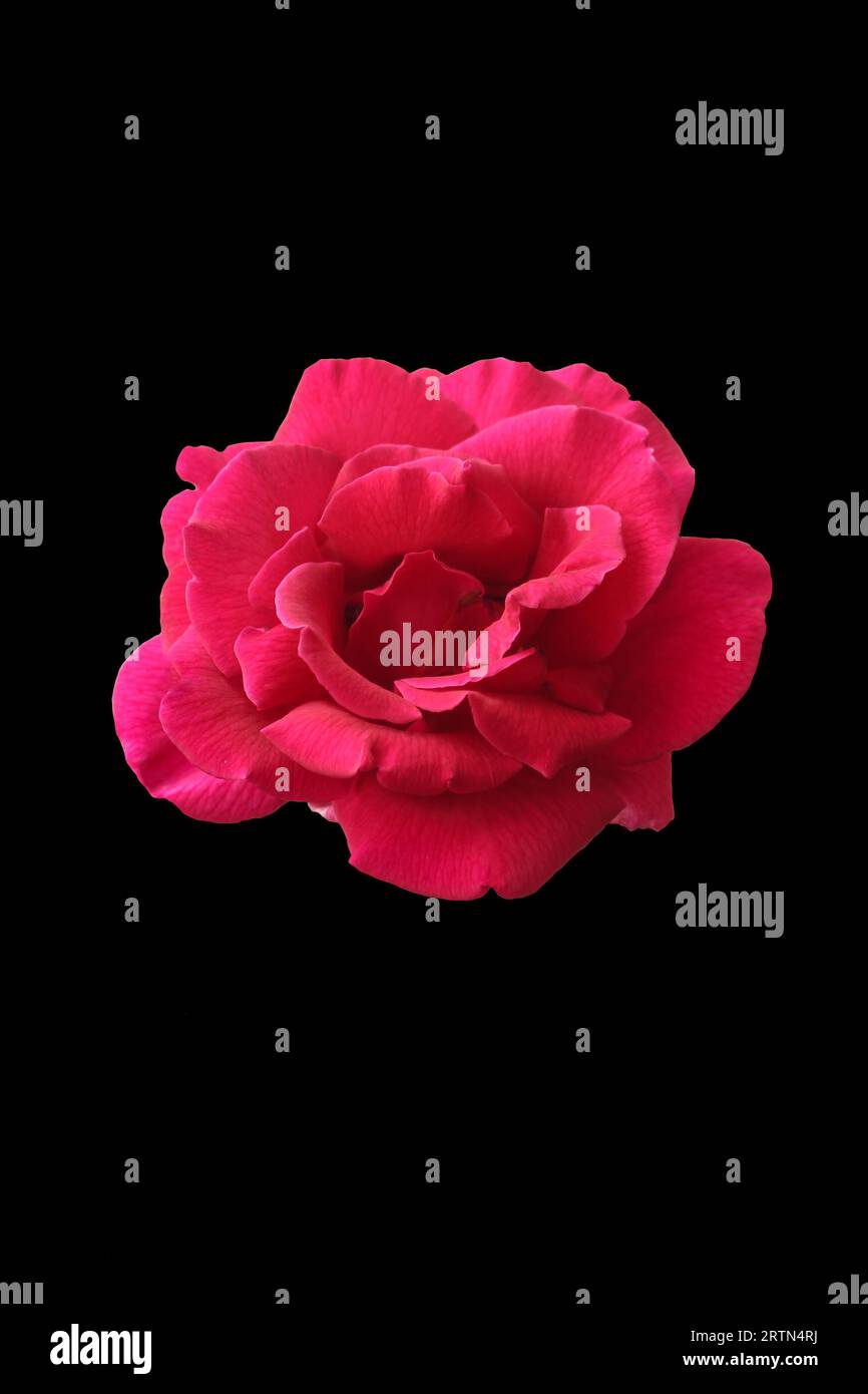 Pink rose on black background Stock Photo - Alamy