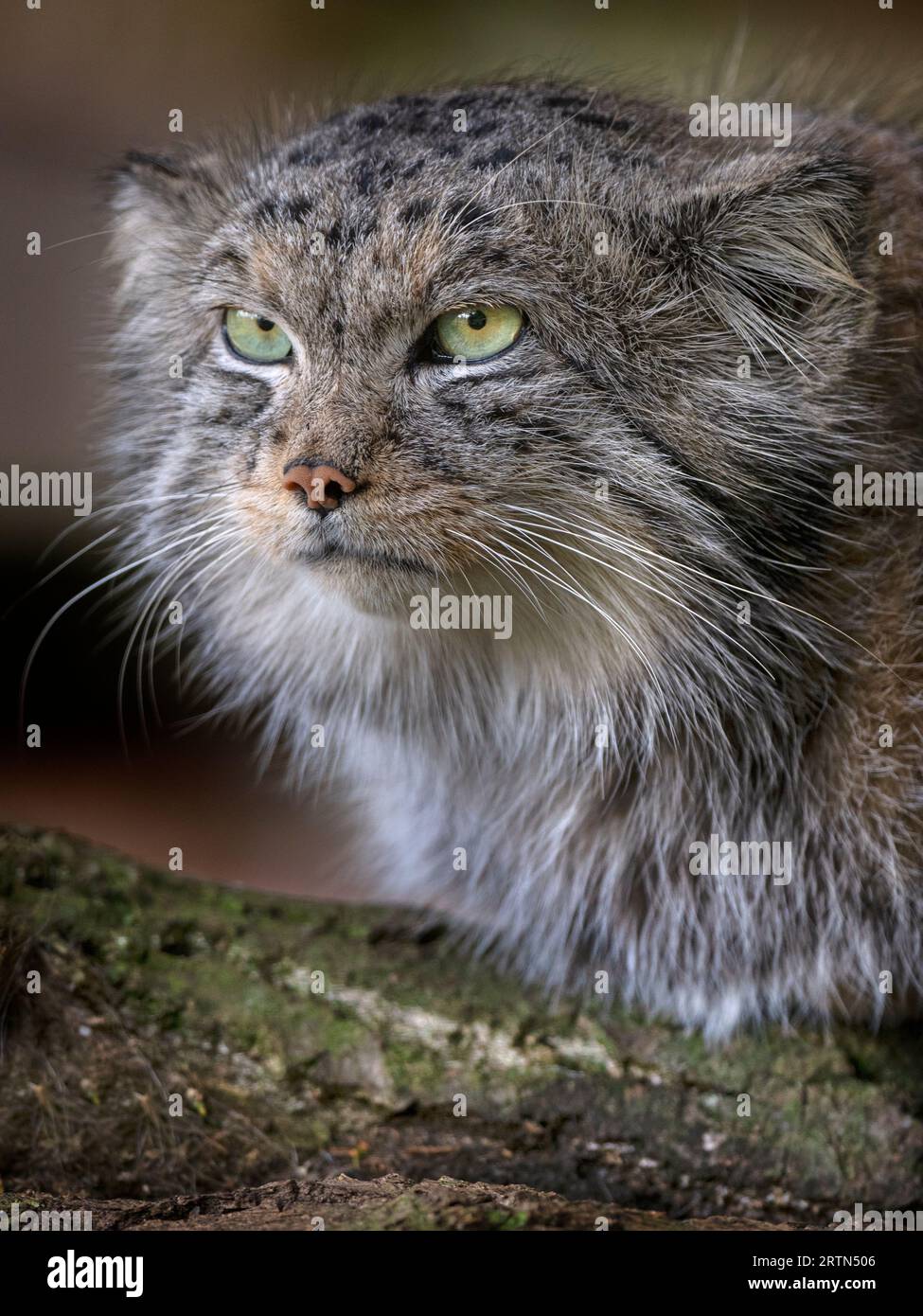 Pallas's cat Otocolobus manul portrait September Stock Photo - Alamy