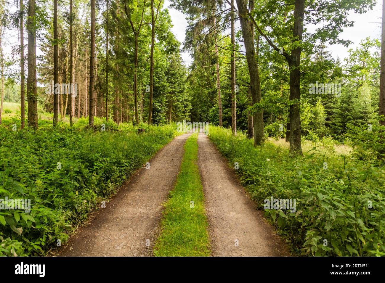 Forest path in northern Bohemia, Czech Republic Stock Photo - Alamy