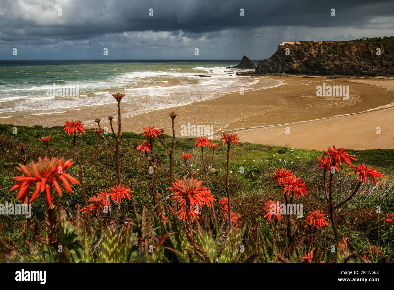 Algarve beach portugal flowers hi-res stock photography and images - Alamy