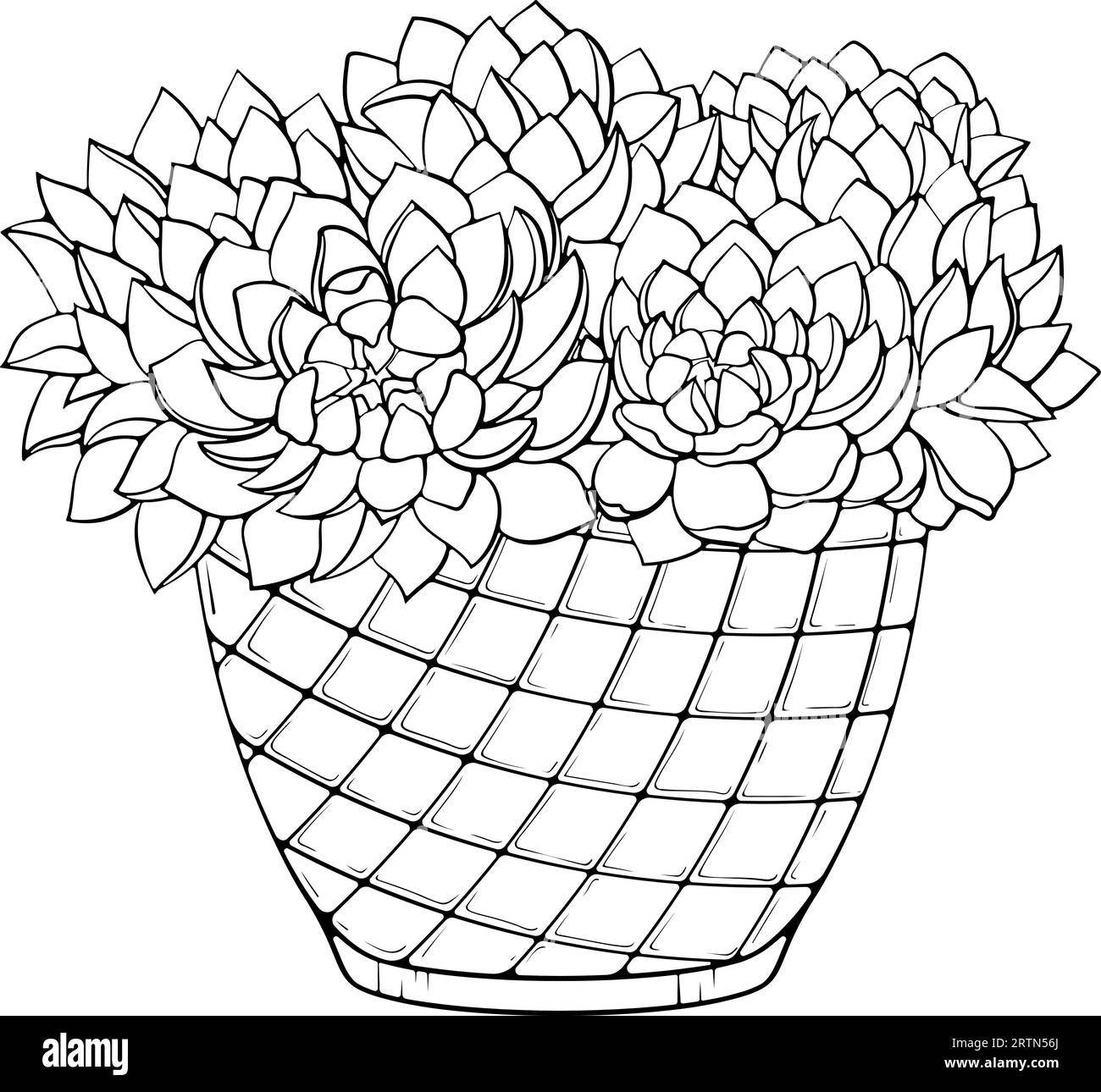 Succulent plants in flower pot line art Stock Vector Image & Art - Alamy