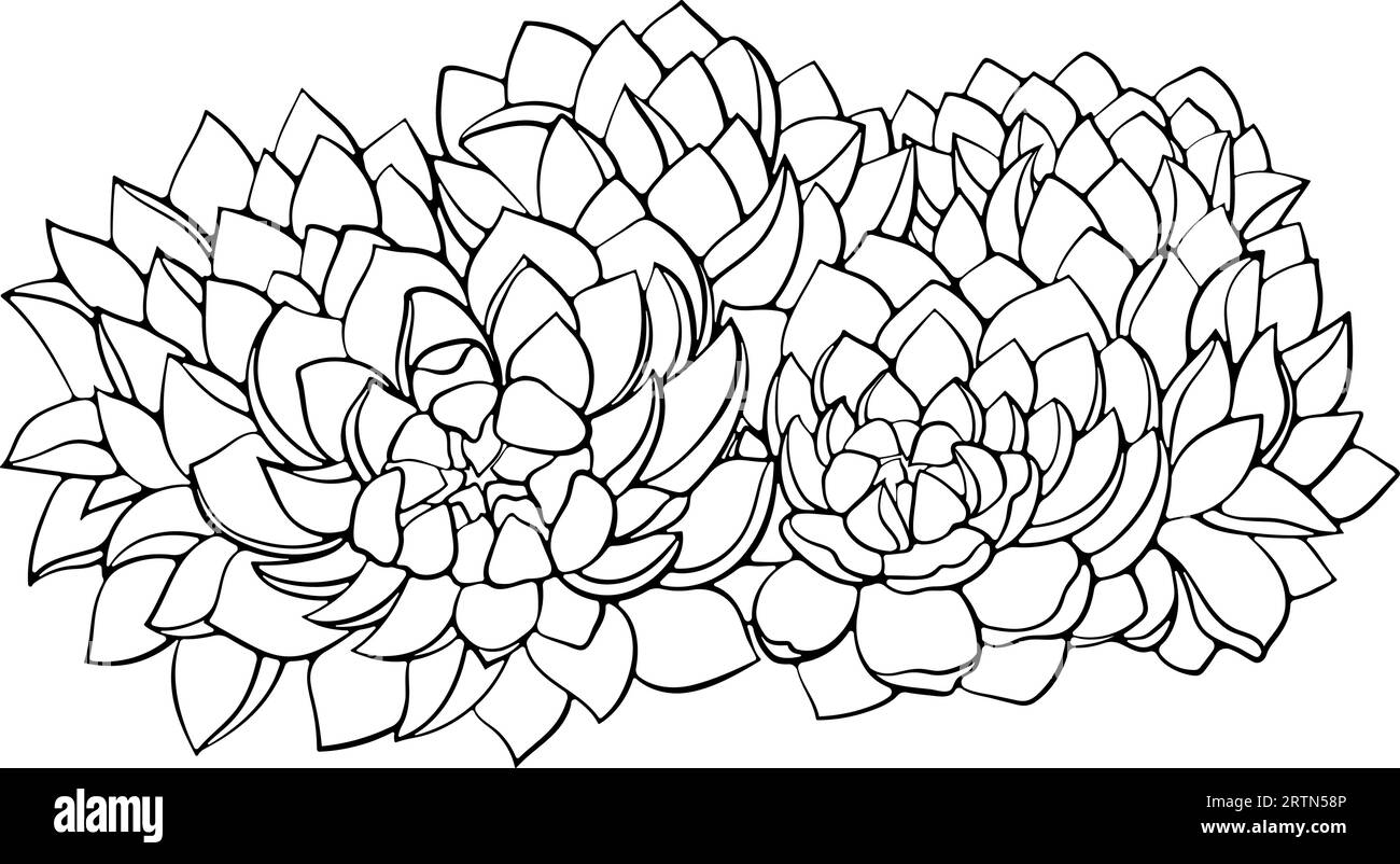 Succulent plants line art Stock Vector Image & Art - Alamy