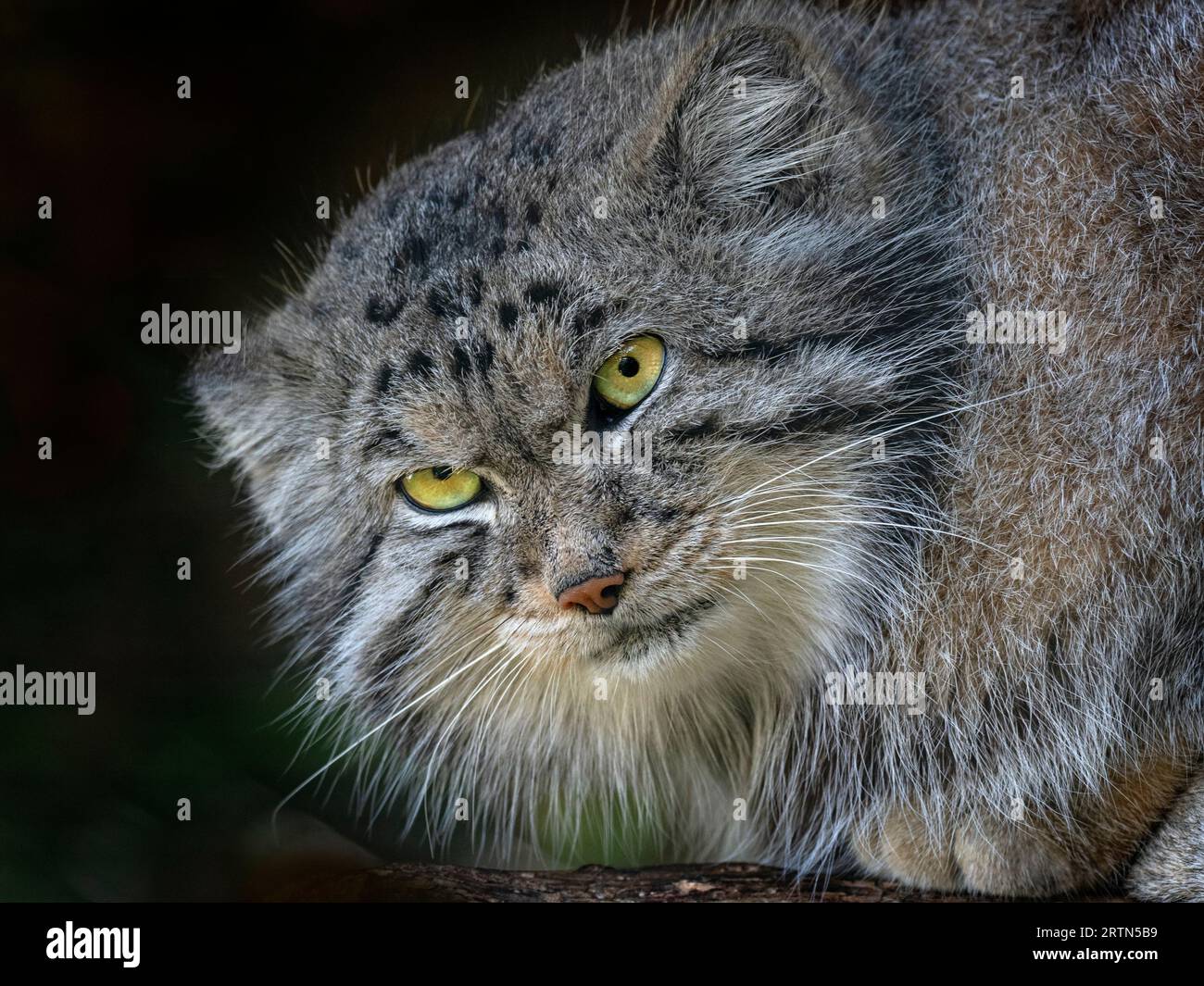 Pallas's cat Otocolobus manul portrait September Stock Photo - Alamy