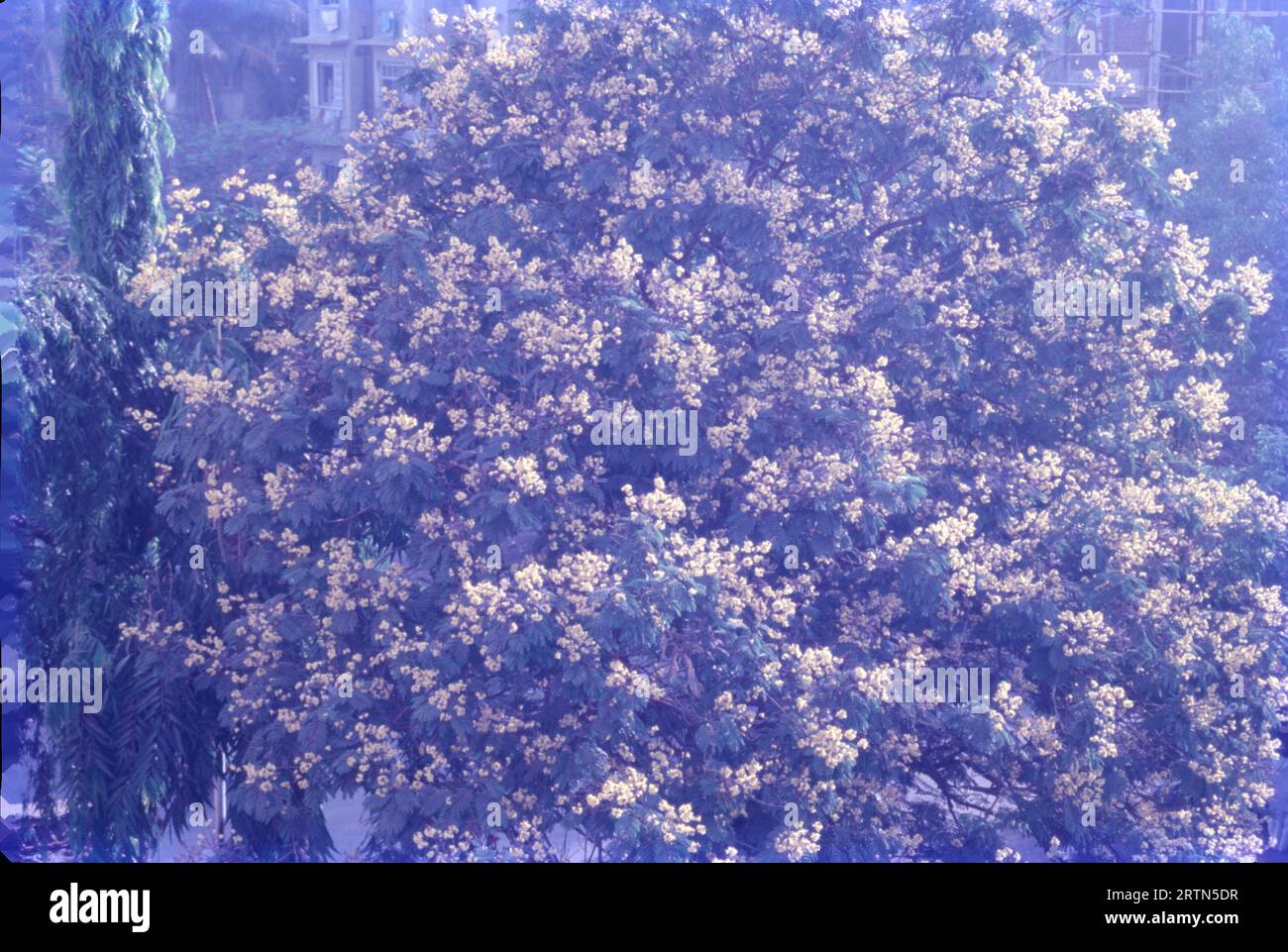 Flowering Trees, India Stock Photo - Alamy