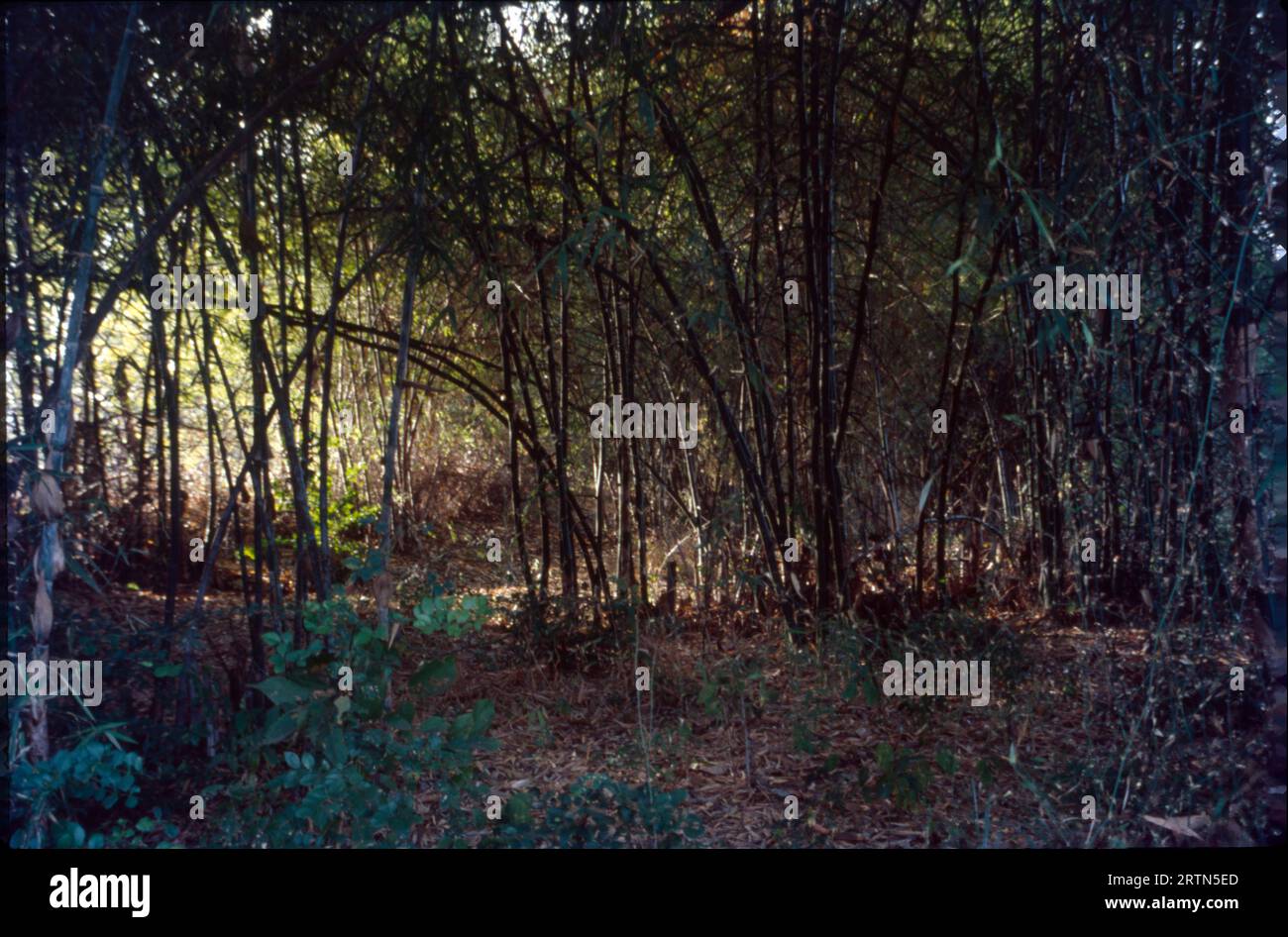 Deep Forest, Trees, India Stock Photo - Alamy
