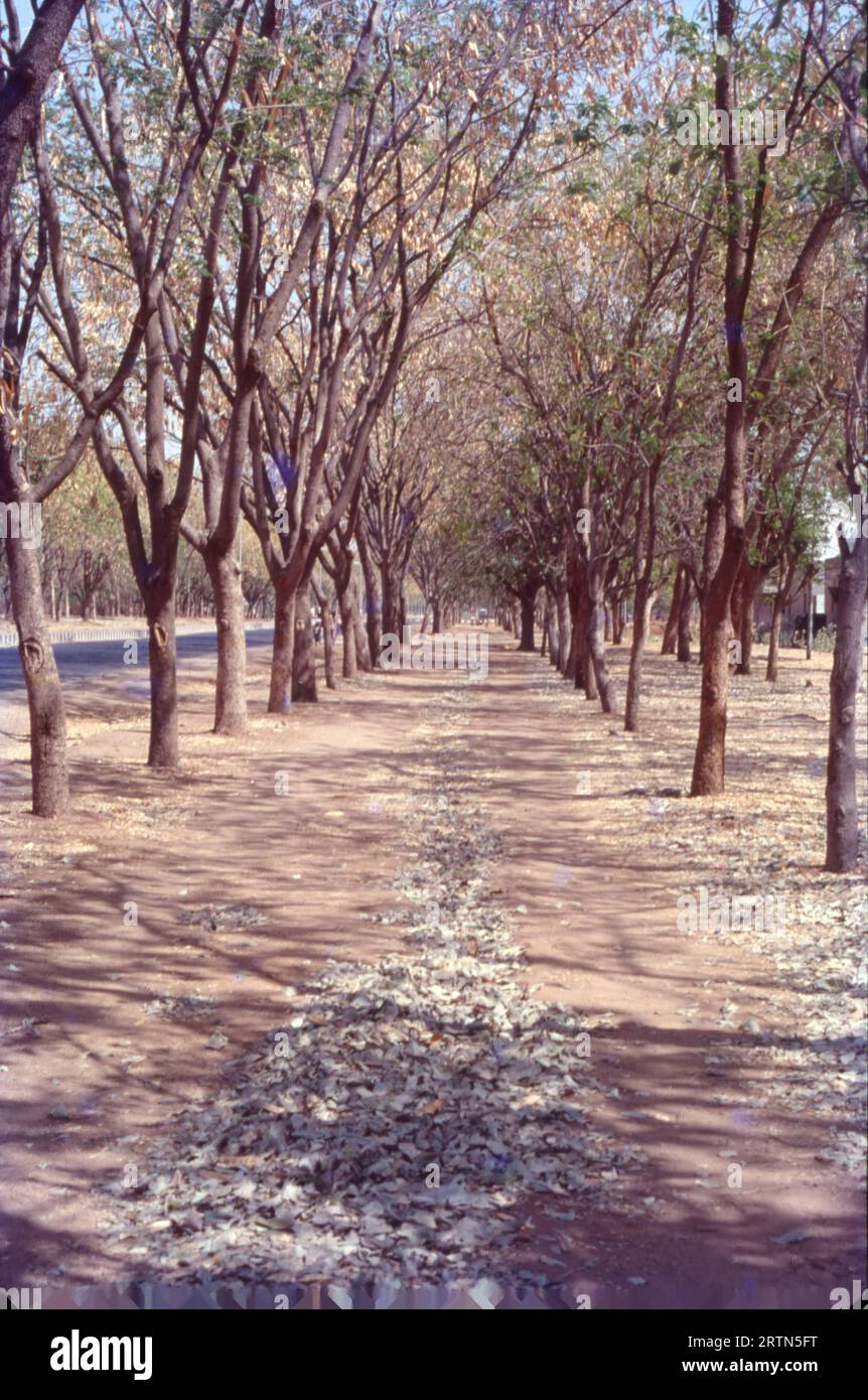 Boulevards of Trees, Gandhinagar, Gujrat, India Stock Photo - Alamy