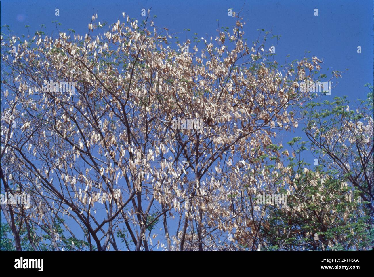 Flowering Tree, Gandhinagar, Gujr, at, India Stock Photo - Alamy