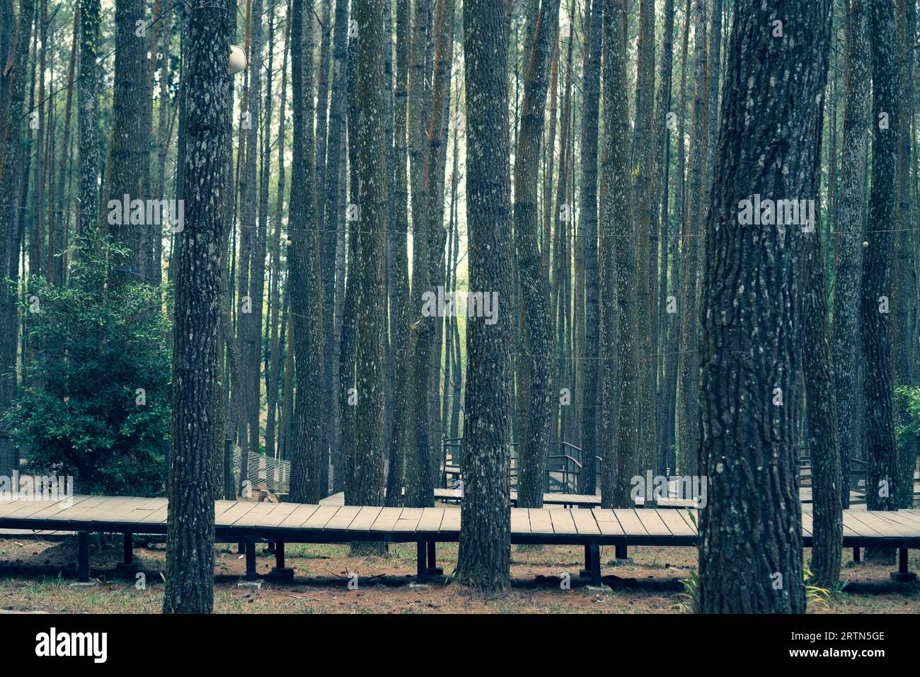 Pine forest frame hi-res stock photography and images - Alamy
